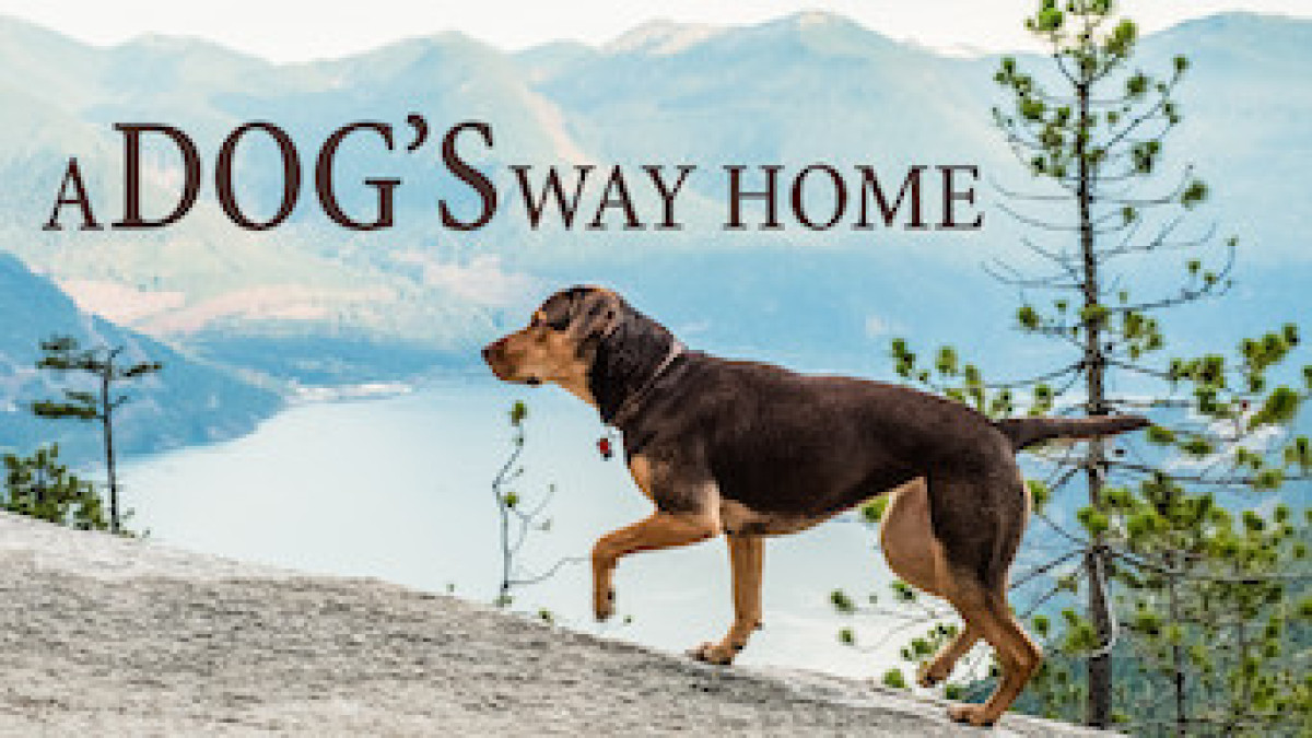 A Dogs Way Home | Se på Netflix | Flixfilm