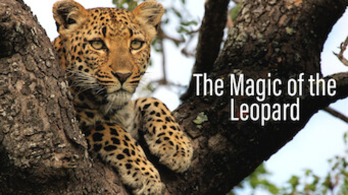 The Magic of the Leopard | Se online | Flixfilm