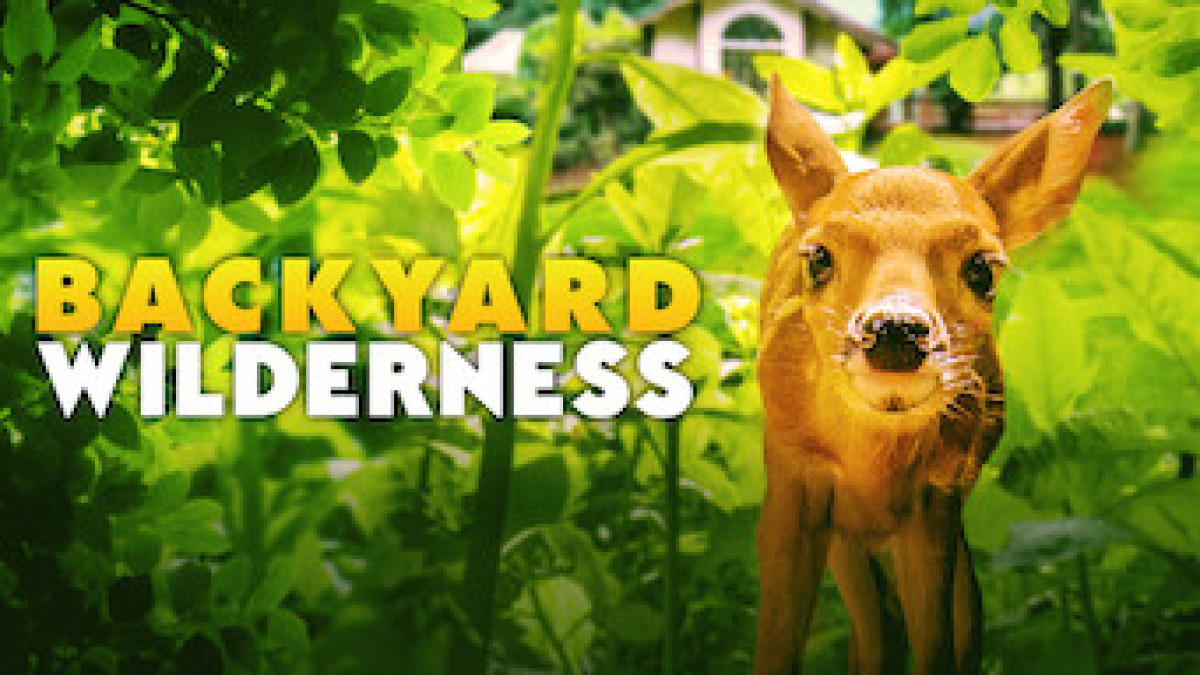 Backyard Wilderness | Flixfilm